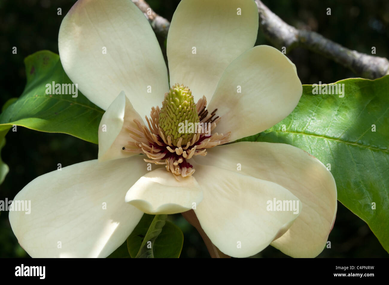 Magnolia obovata - Big leaf magnolia, single flower Stock Photo - Alamy