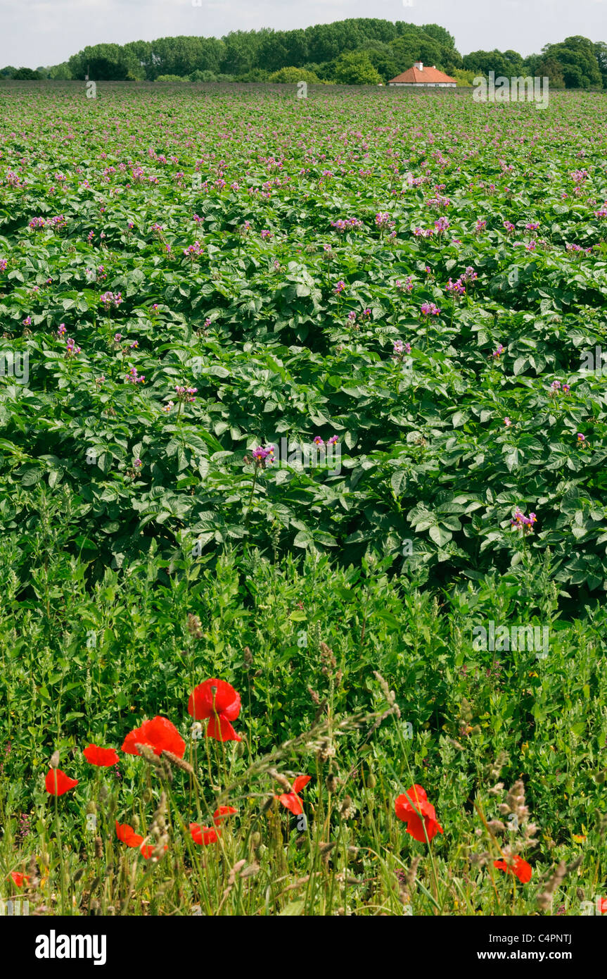 English farm field hi-res stock photography and images - Alamy