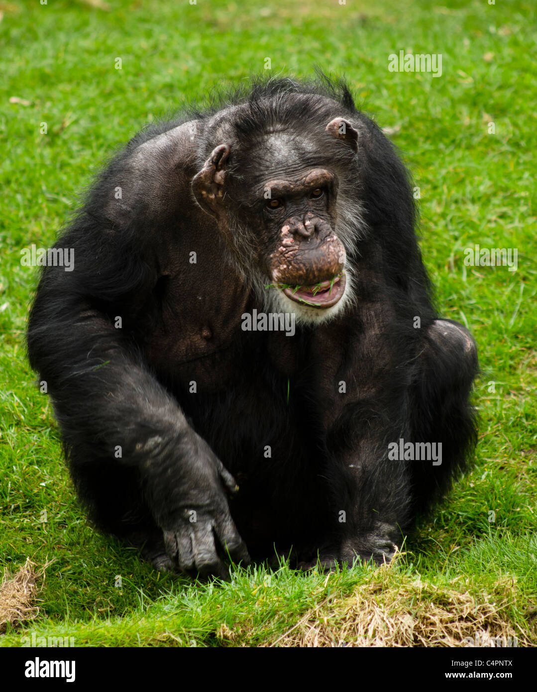 Chimpanzee eating grass at Chester Zoo, Cheshire, England Stock Photo ...