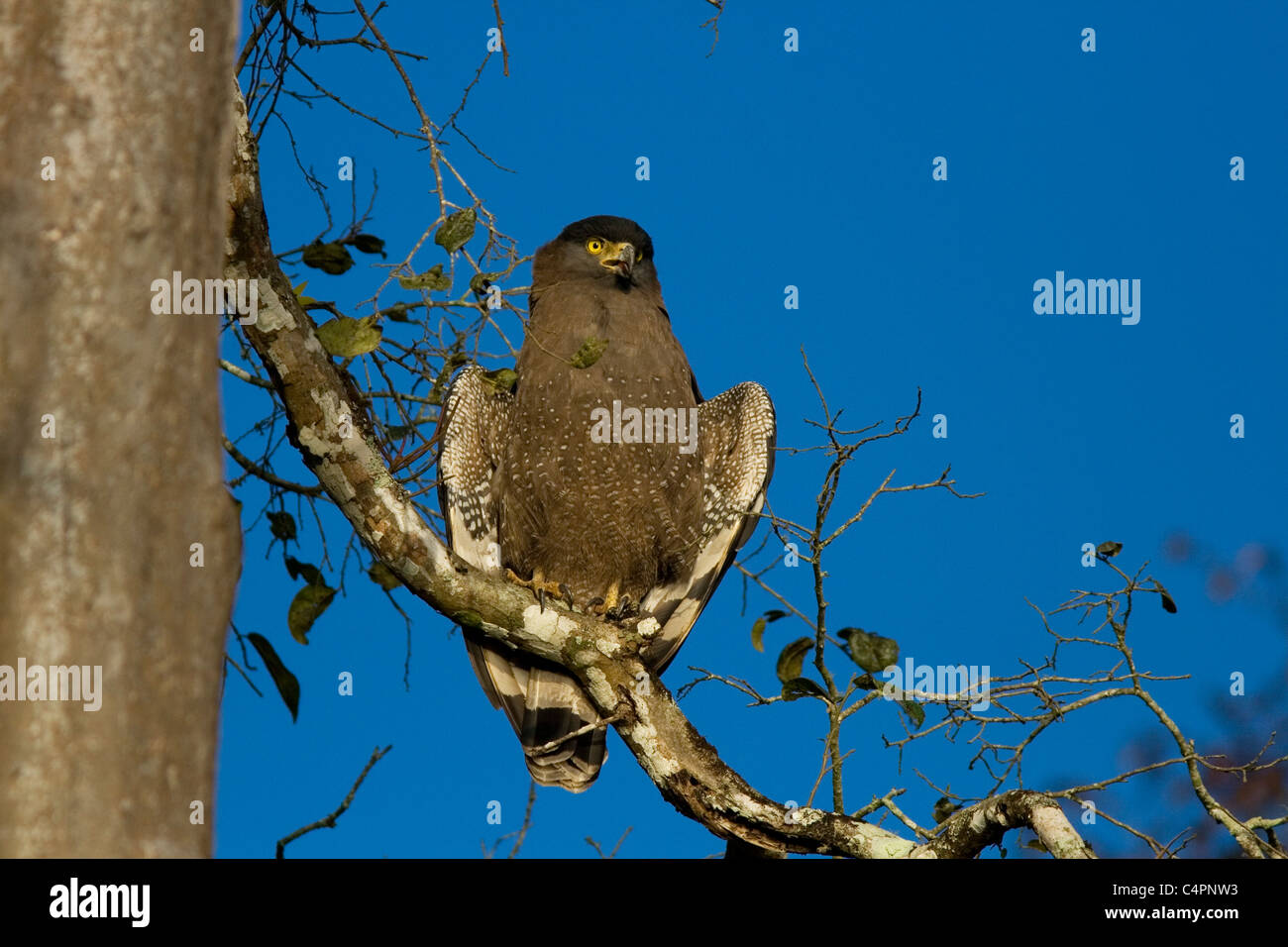 Crested Serpent Eagle (Spilornis cheela) frontal view Stock Photo - Alamy