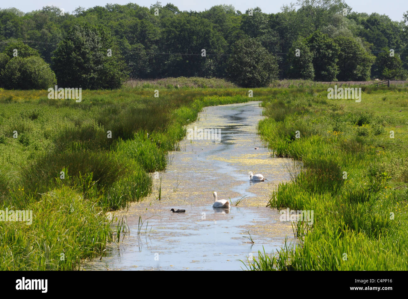 Buckenham marsh hi-res stock photography and images - Alamy