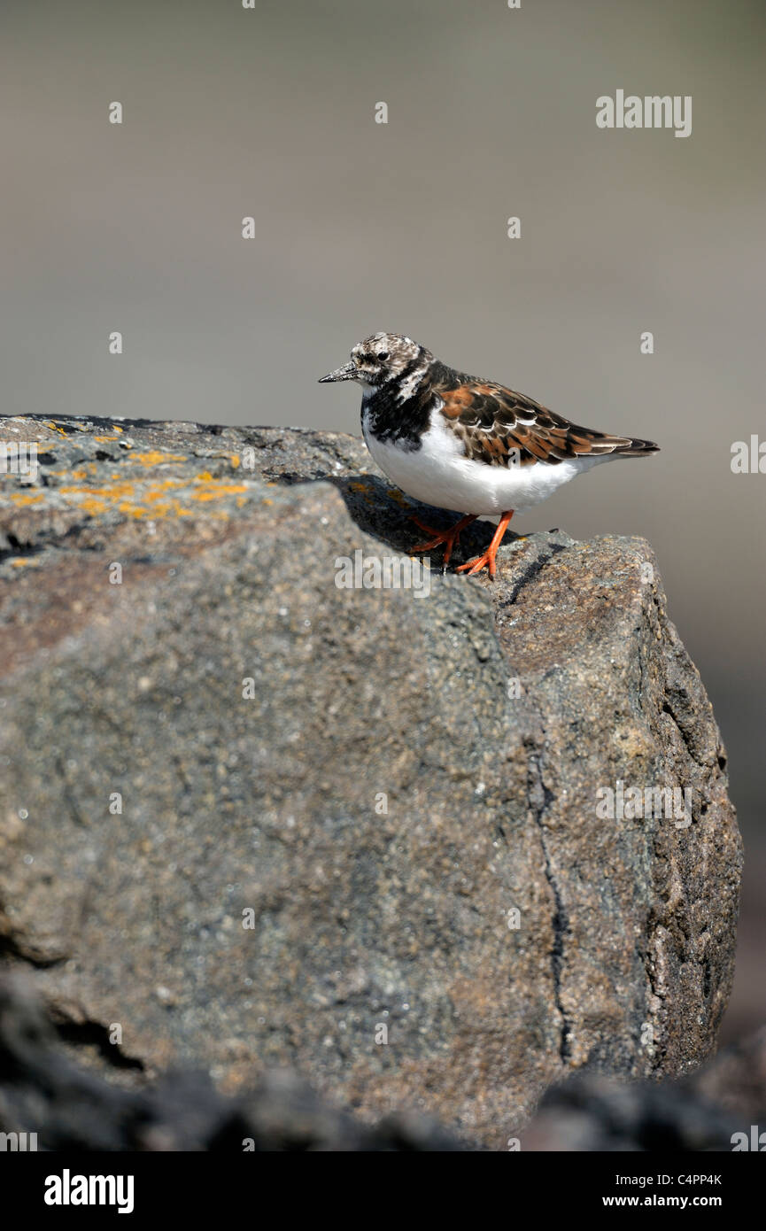 Female ruddy turnstone hi-res stock photography and images - Alamy