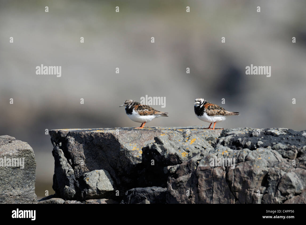 Female turnstone hi-res stock photography and images - Alamy