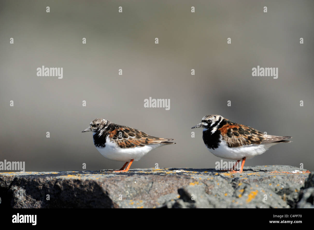 Female turnstone hi-res stock photography and images - Alamy