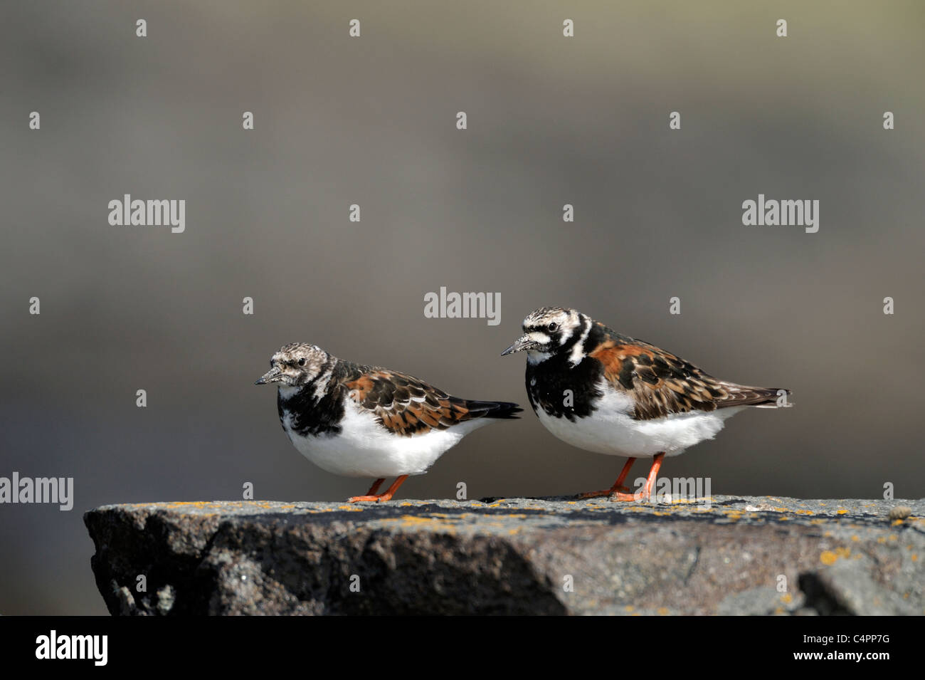 Female turnstone hi-res stock photography and images - Alamy
