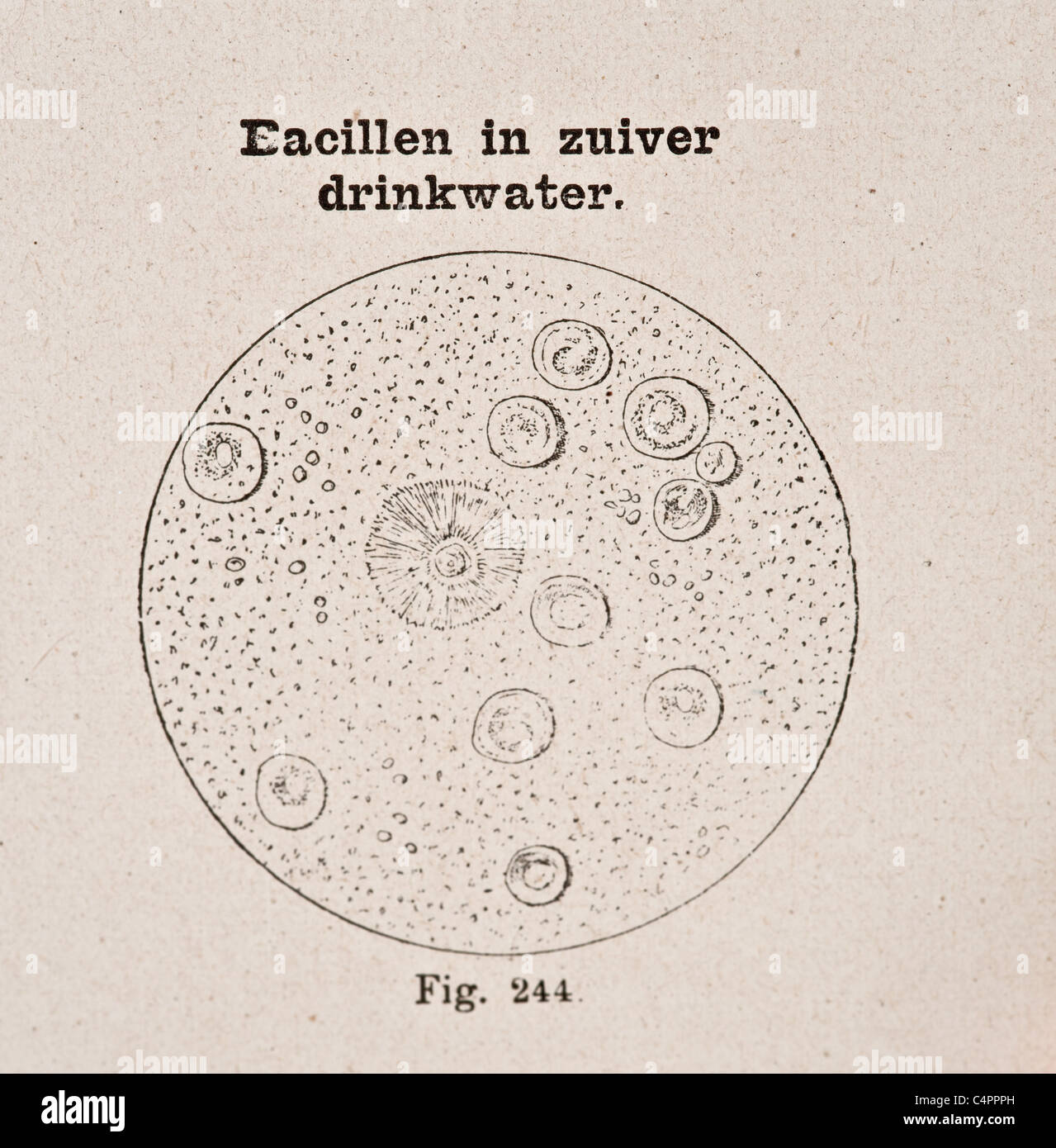 Antique vintage medical illustration of bacteria in pure drinking water ...