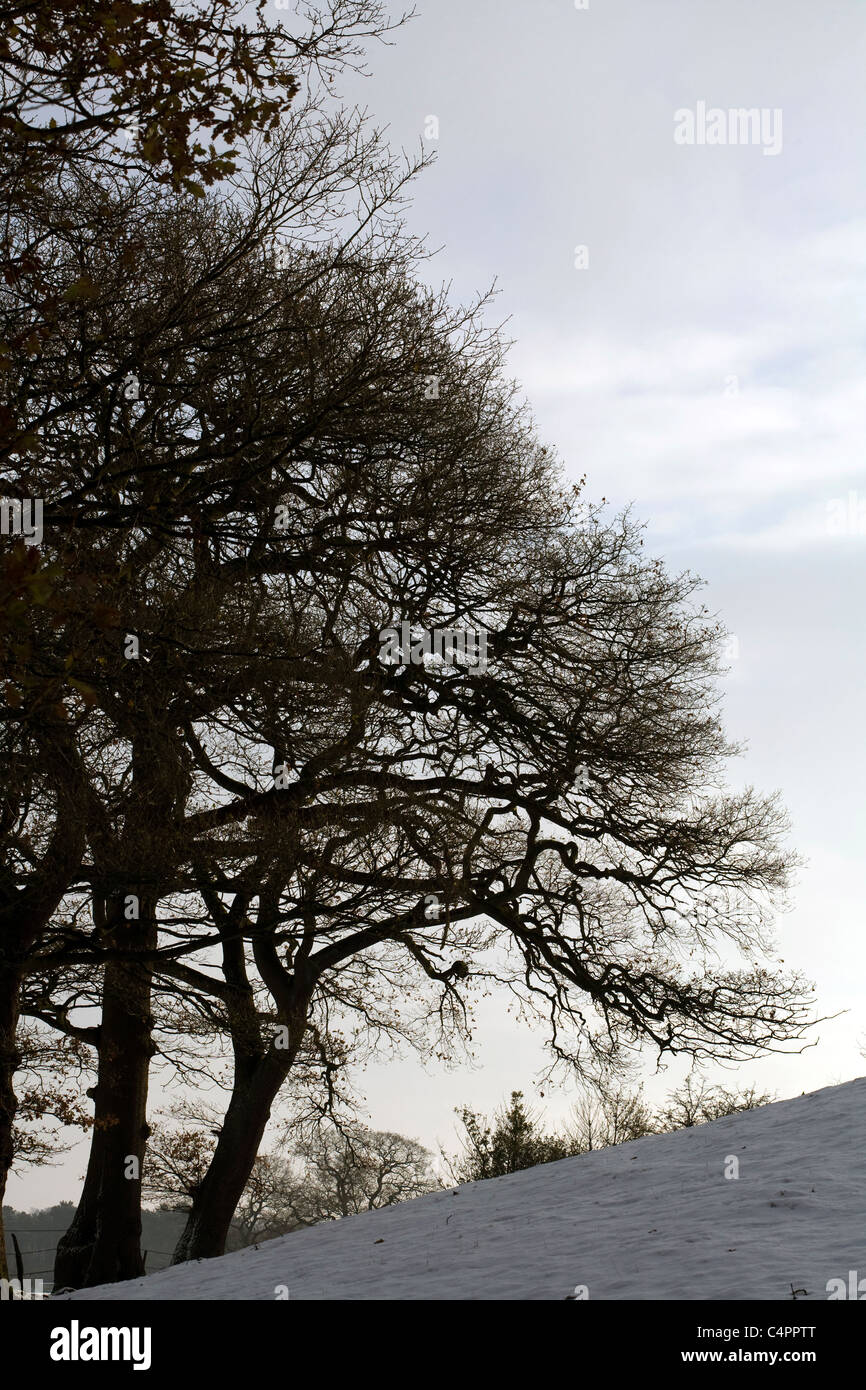 Beech Tree Sapling High Resolution Stock Photography and Images - Alamy