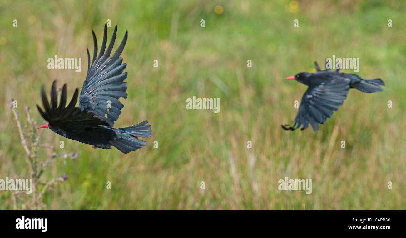 Pair of adult Cornish Choughs photographed at West Penwith Cornwall ...