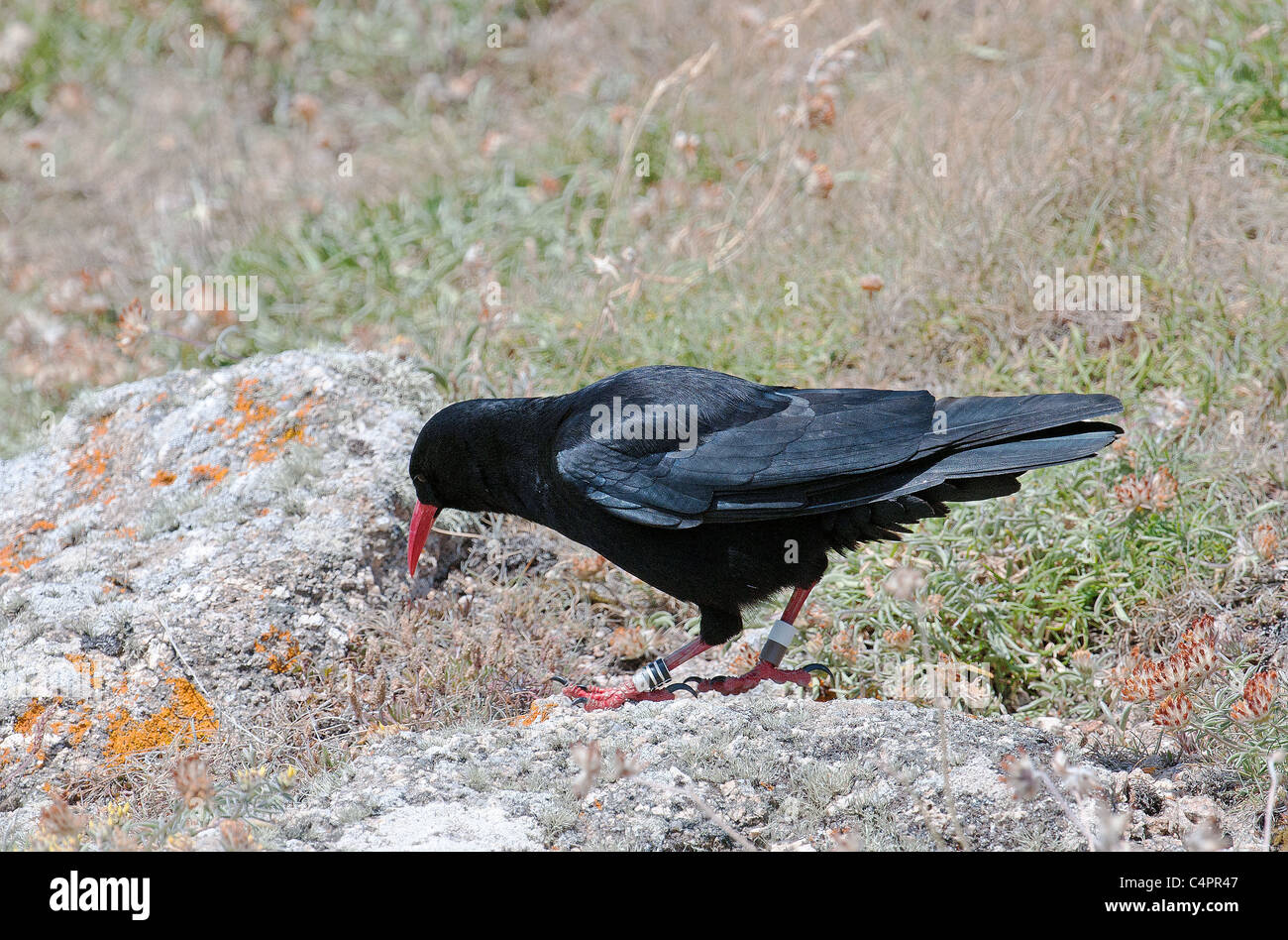 A cornish Chough searching for food on the Cornish Cliffs Stock Photo ...