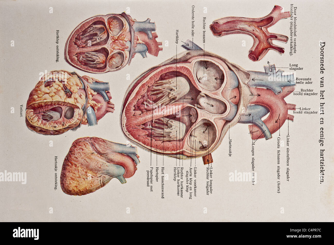 Antique medical illustration of a human heart and cardiovascular system ...