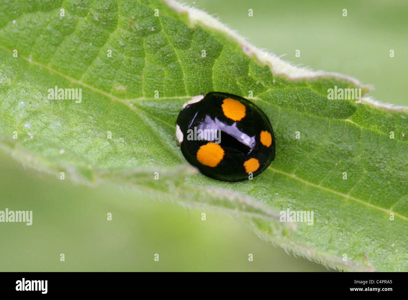 Four spot ladybird hi-res stock photography and images - Alamy