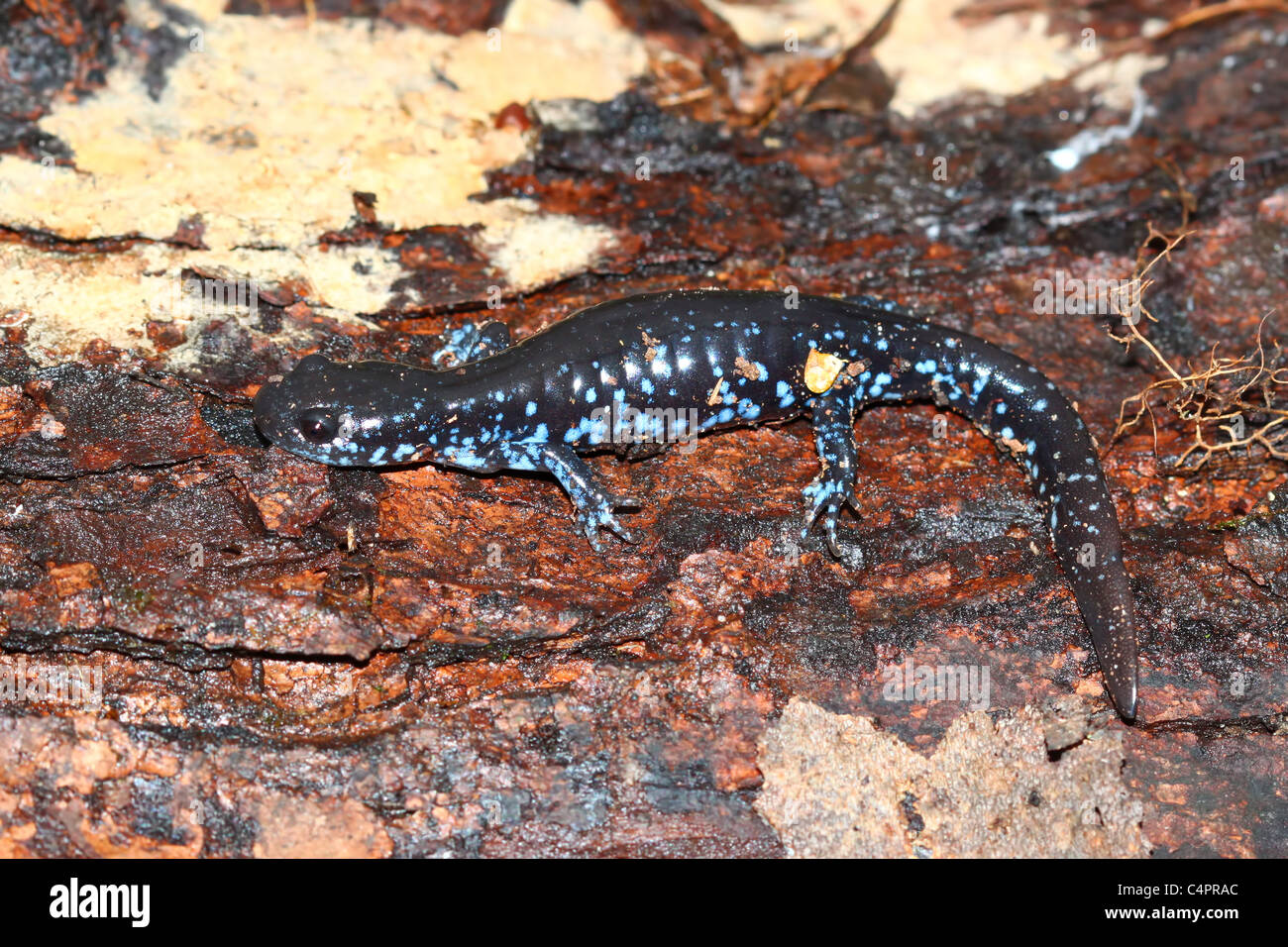 Blue-spotted Salamander (Ambystoma laterale Stock Photo - Alamy