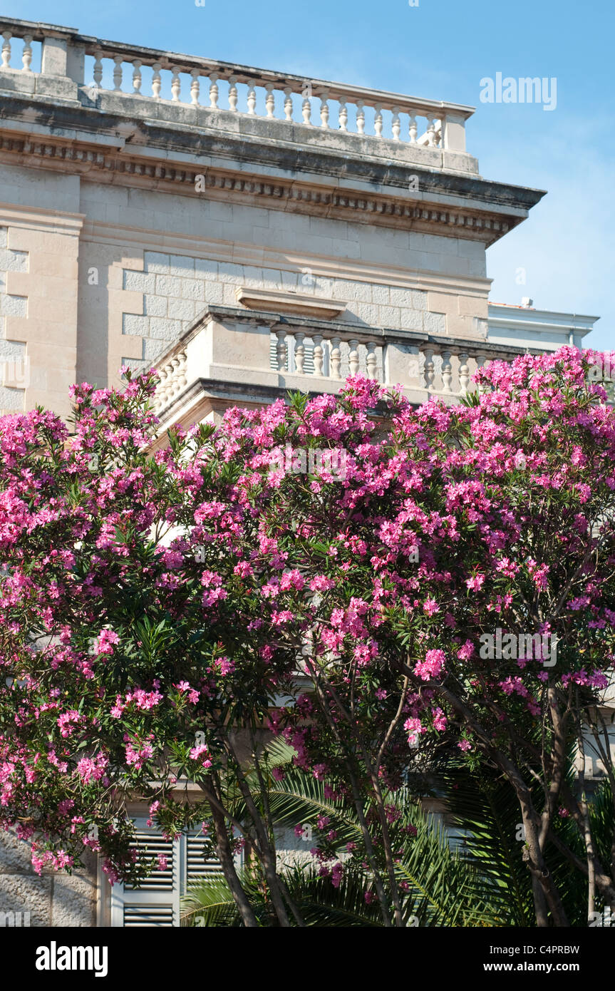 Oleander tree in bloom, Dubrovnik, Croatia Stock Photo - Alamy