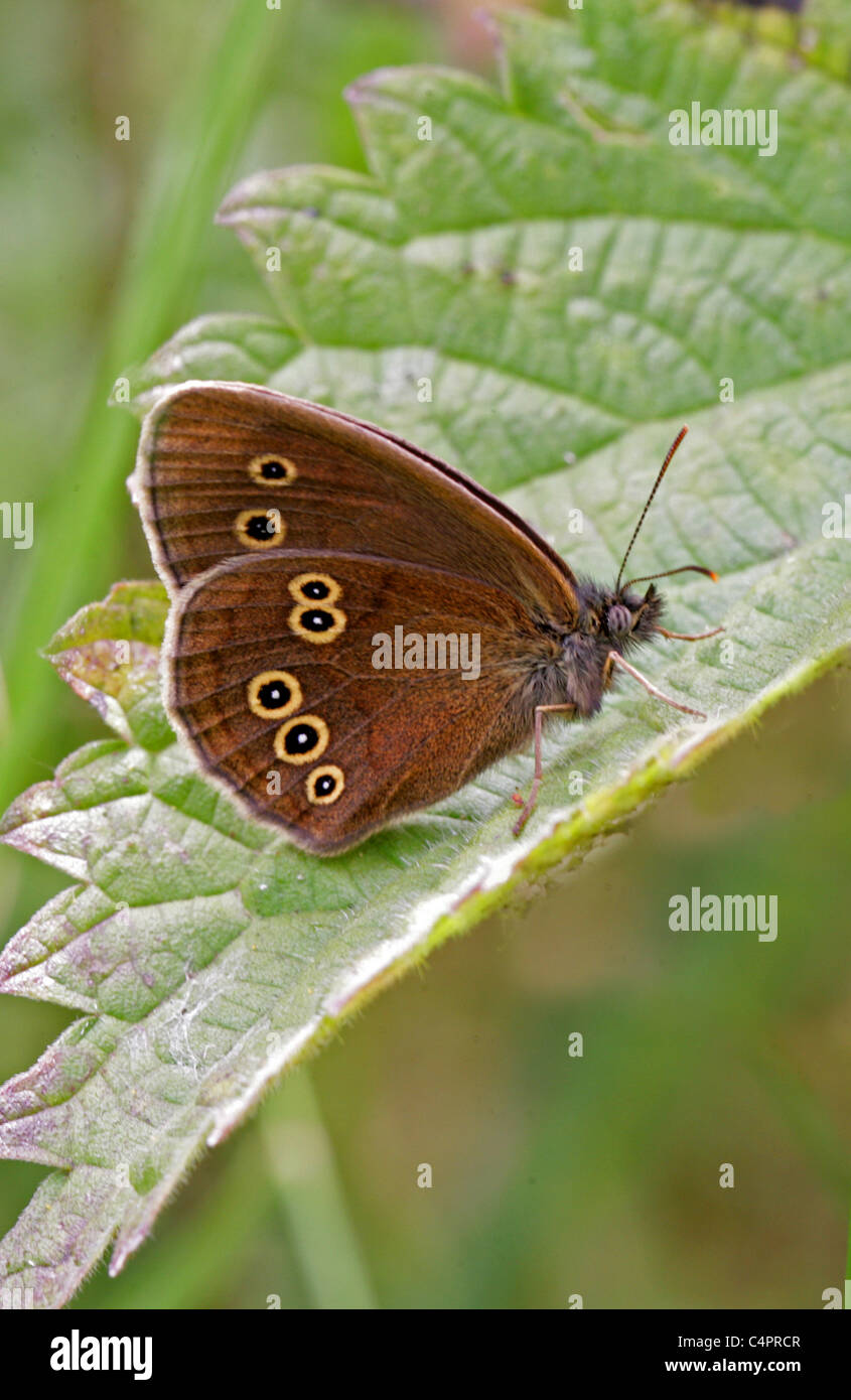 Ringlet Butterfly, Aphantopus hyperantus, (Satyridae), Nymphalidae ...