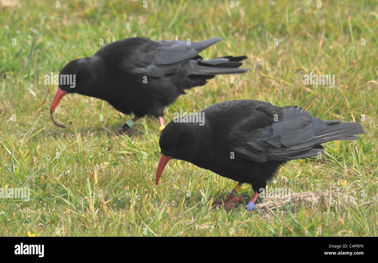 Pair of Cornish Choughs in West Penwith Cornwall Stock Photo - Alamy