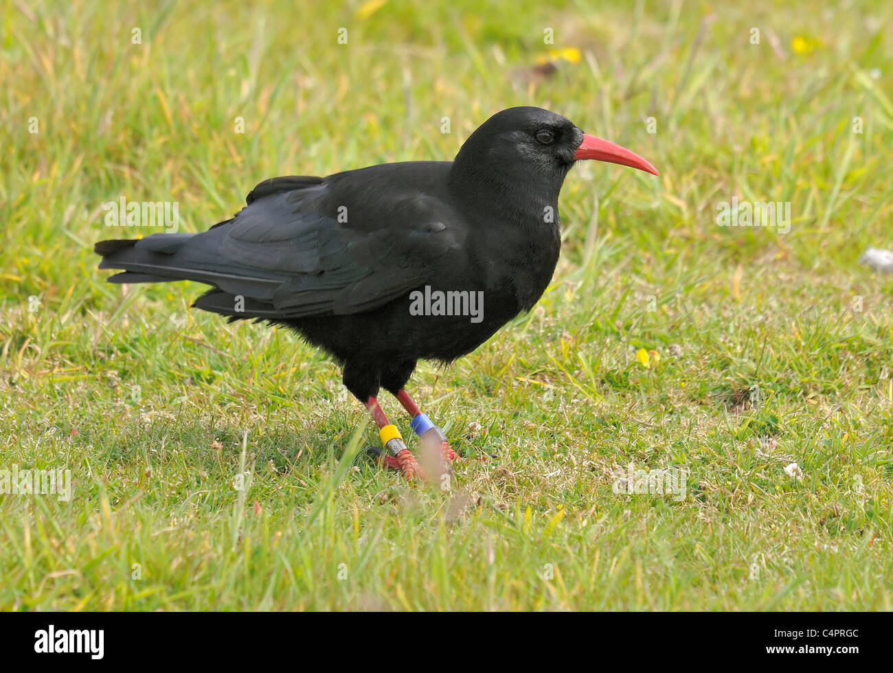Cornish Chough in West Penwith Stock Photo - Alamy