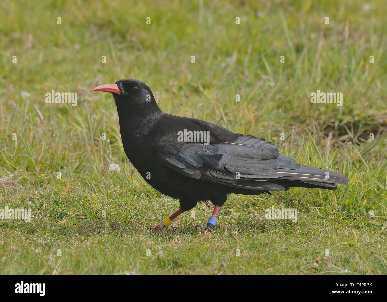 Red billed chough cornwall hi-res stock photography and images - Alamy
