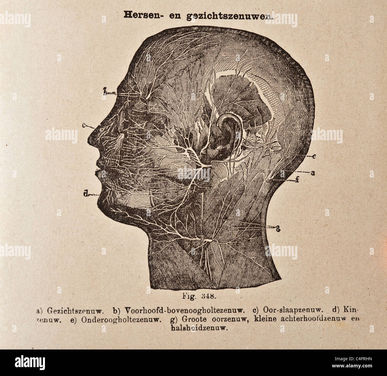 Antique medical illustration of skull, cranium, brain, head, face Stock ...