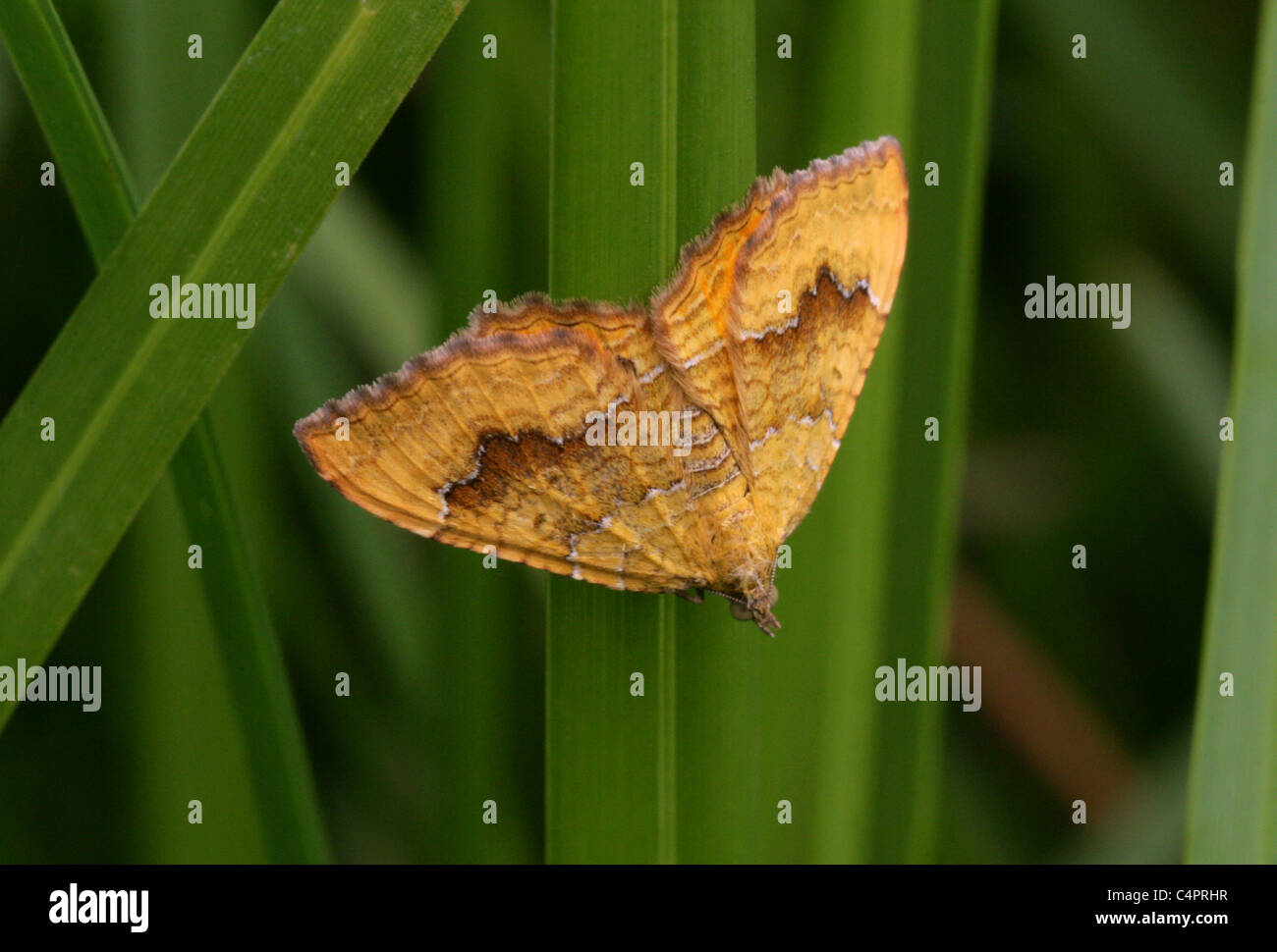 Yellow Shell Moth, Camptogramma bilineata, Larentiinae, Geometridae ...