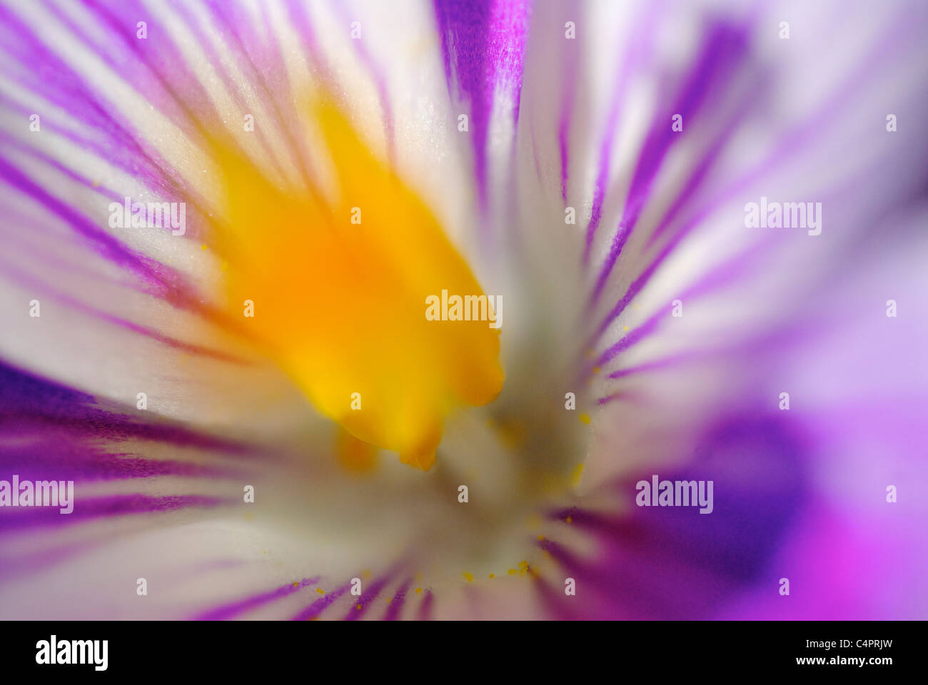 Purple crocus close up Stock Photo - Alamy