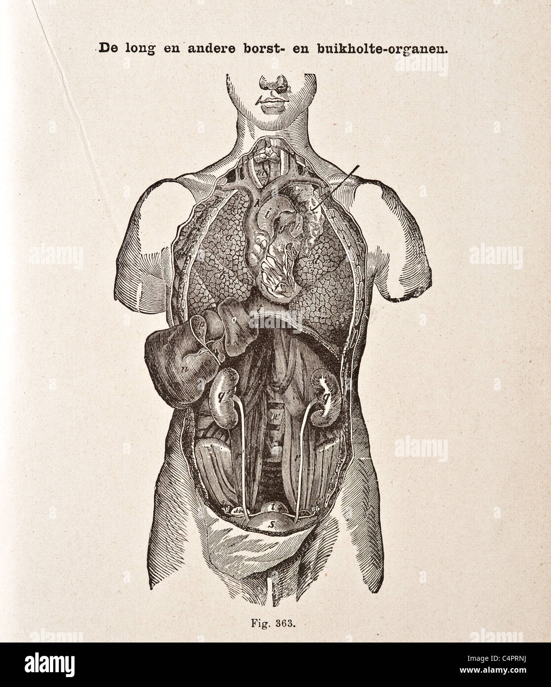 Antique medical illustration of human viscera, internal organs and the ...