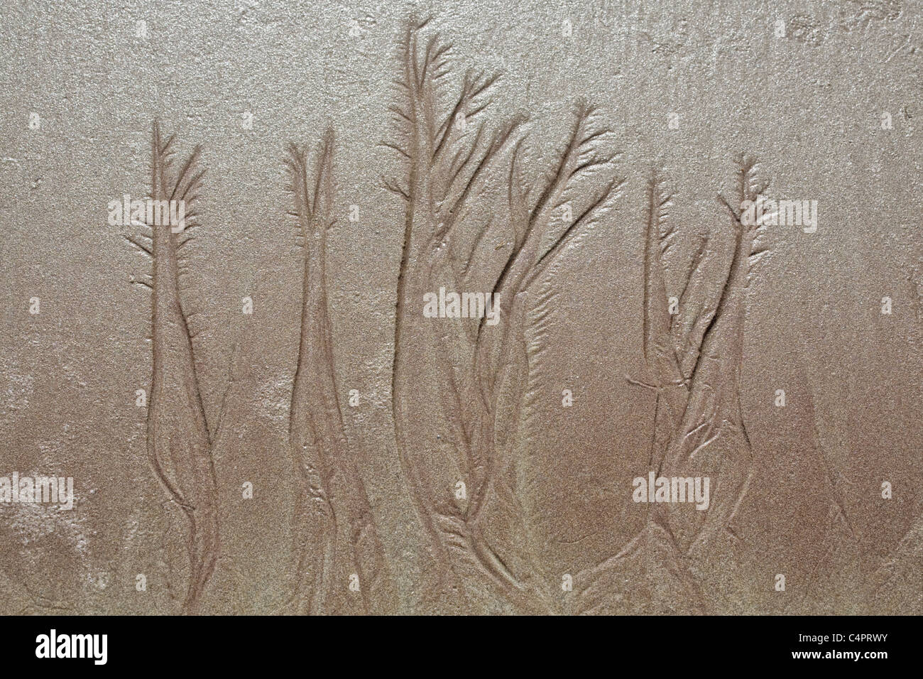 Sand Patterns on Fermoyle Beach, Brandon Bay, Dingle Peninsula, Co ...