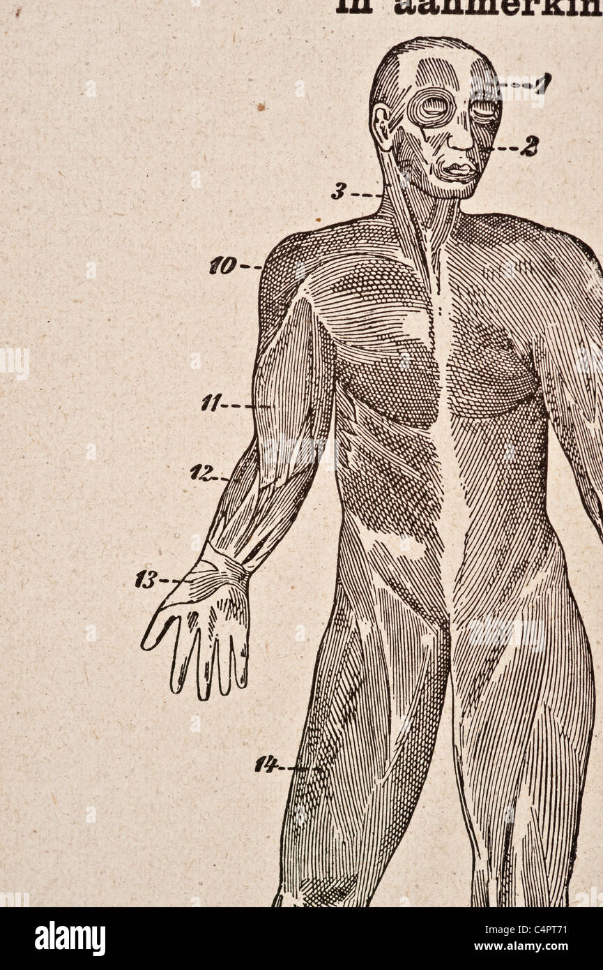 Antique Medical Illustration of the Human Muscular System Stock Photo ...