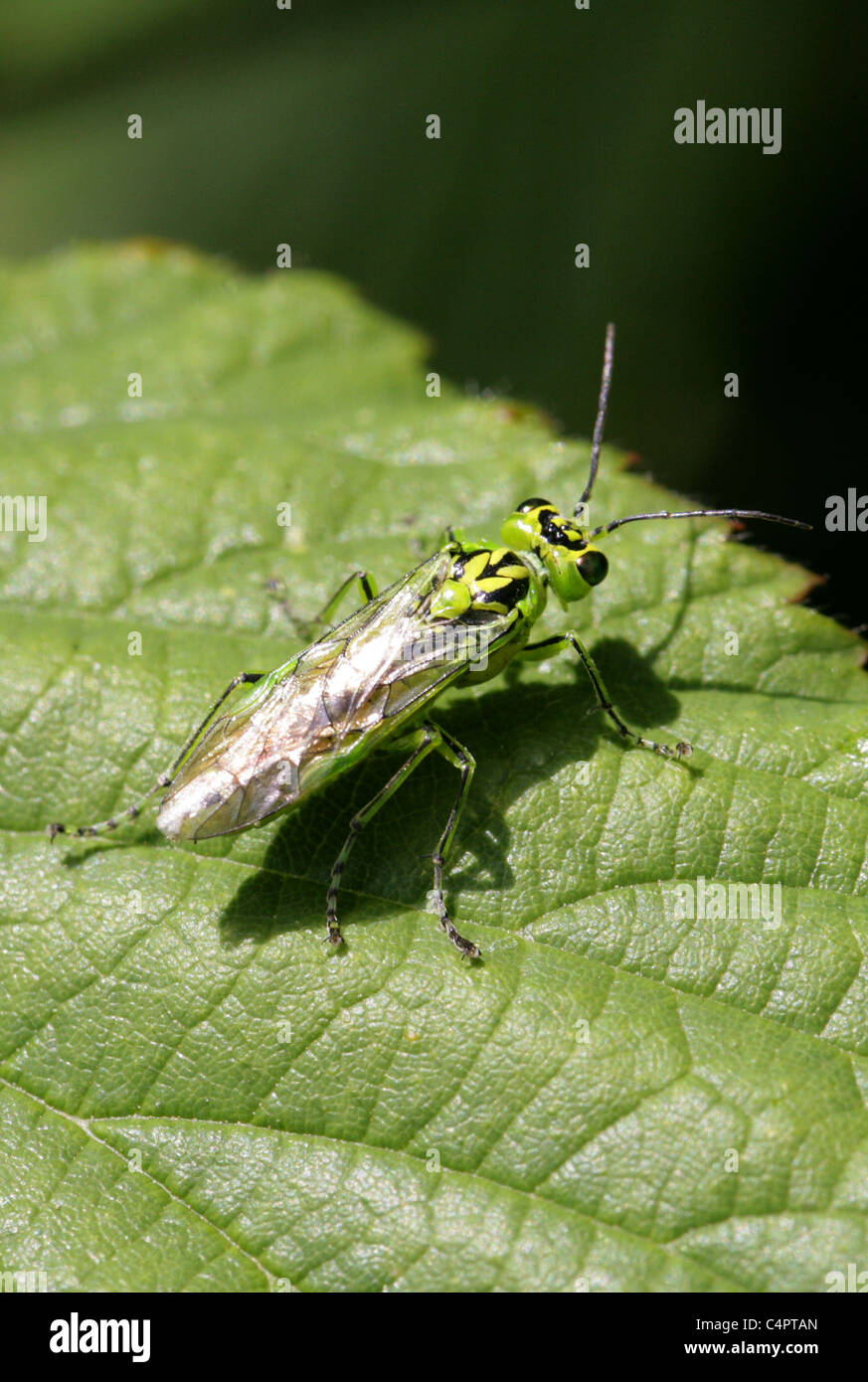 Green Sawfly, Rhogogaster viridis, Tenthredinidae, Symphyta ...