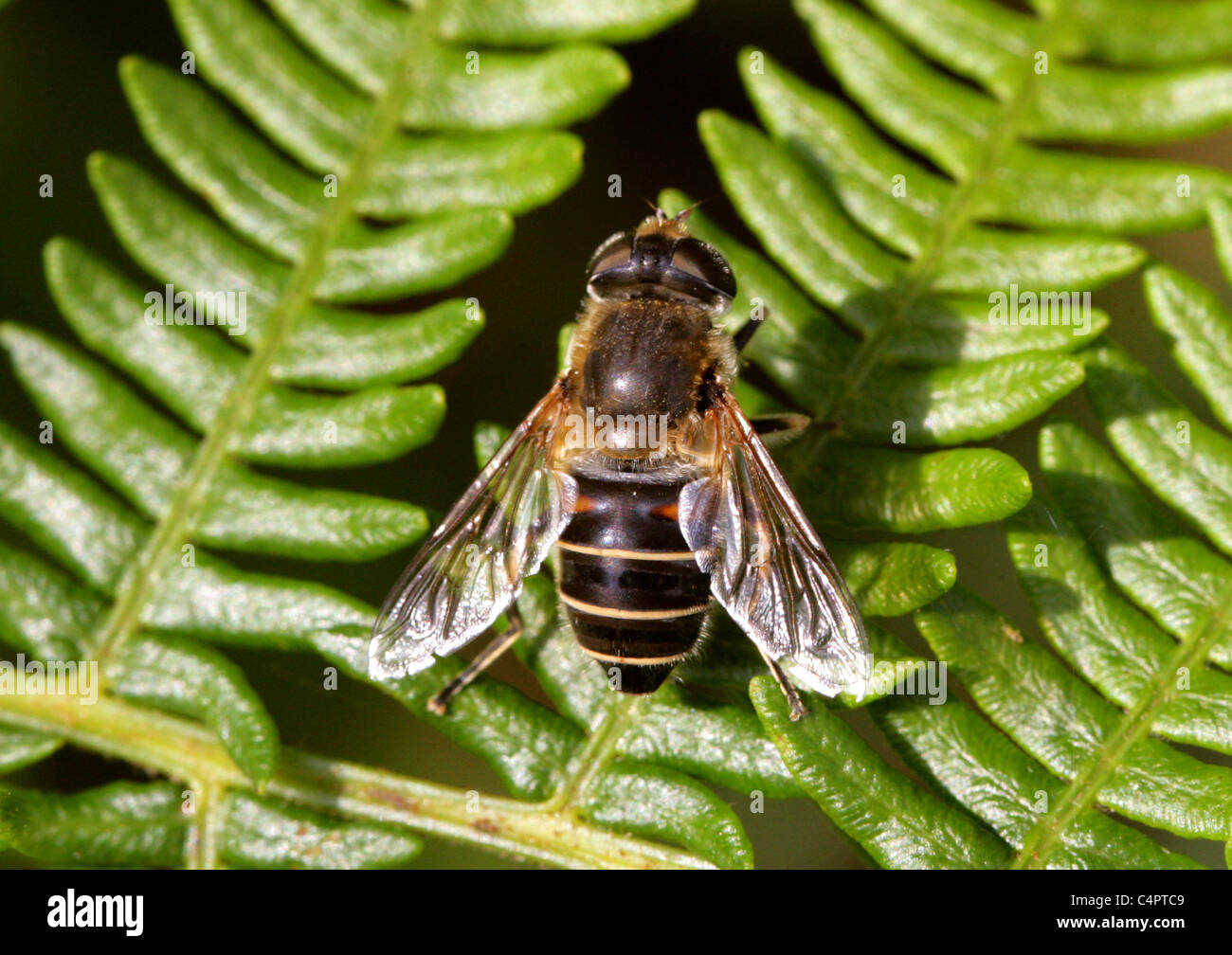 Hoverfly, Eristalis arbustorum, Diptera. Female, Honeybee Mimic Stock ...