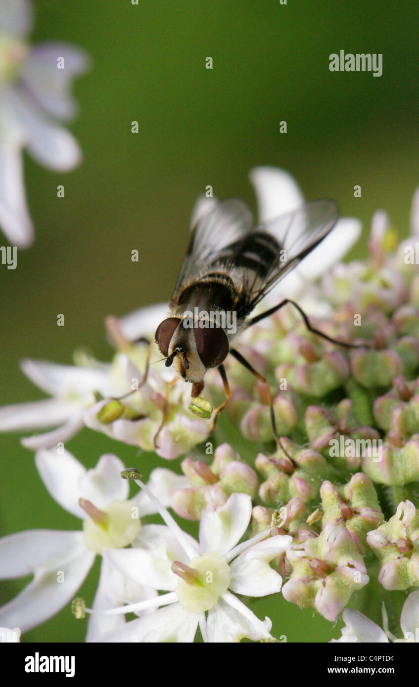 Hoverfly, Leucozona laternaria, Syrphidae, Diptera. Female Stock Photo ...