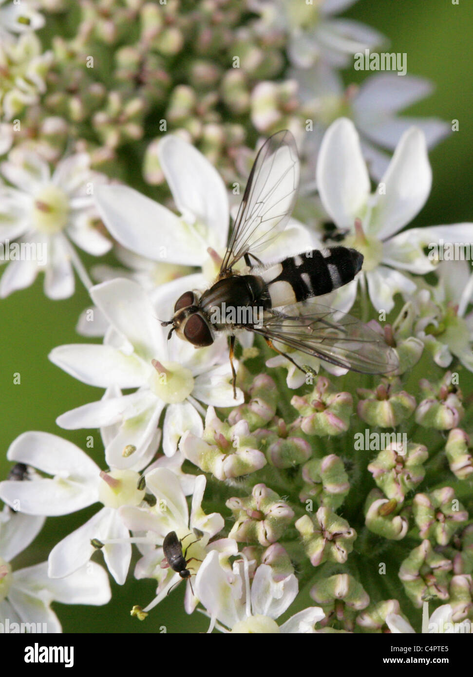 Hoverfly, Leucozona laternaria, Syrphidae, Diptera. Female Stock Photo ...