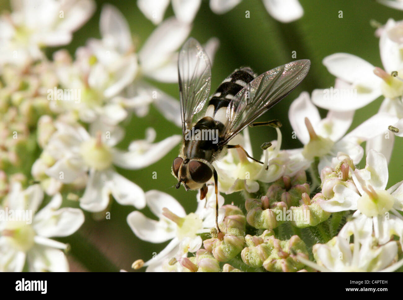 Hoverfly, Leucozona laternaria, Syrphidae, Diptera. Female Stock Photo ...