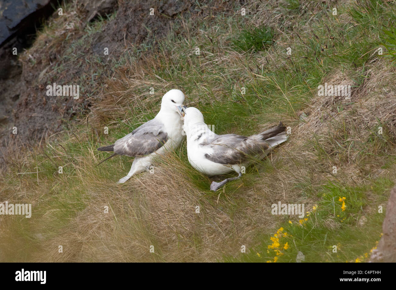 Scotland, Shetland Islands, Mainland, Lerwick. The bird cliffs of The ...
