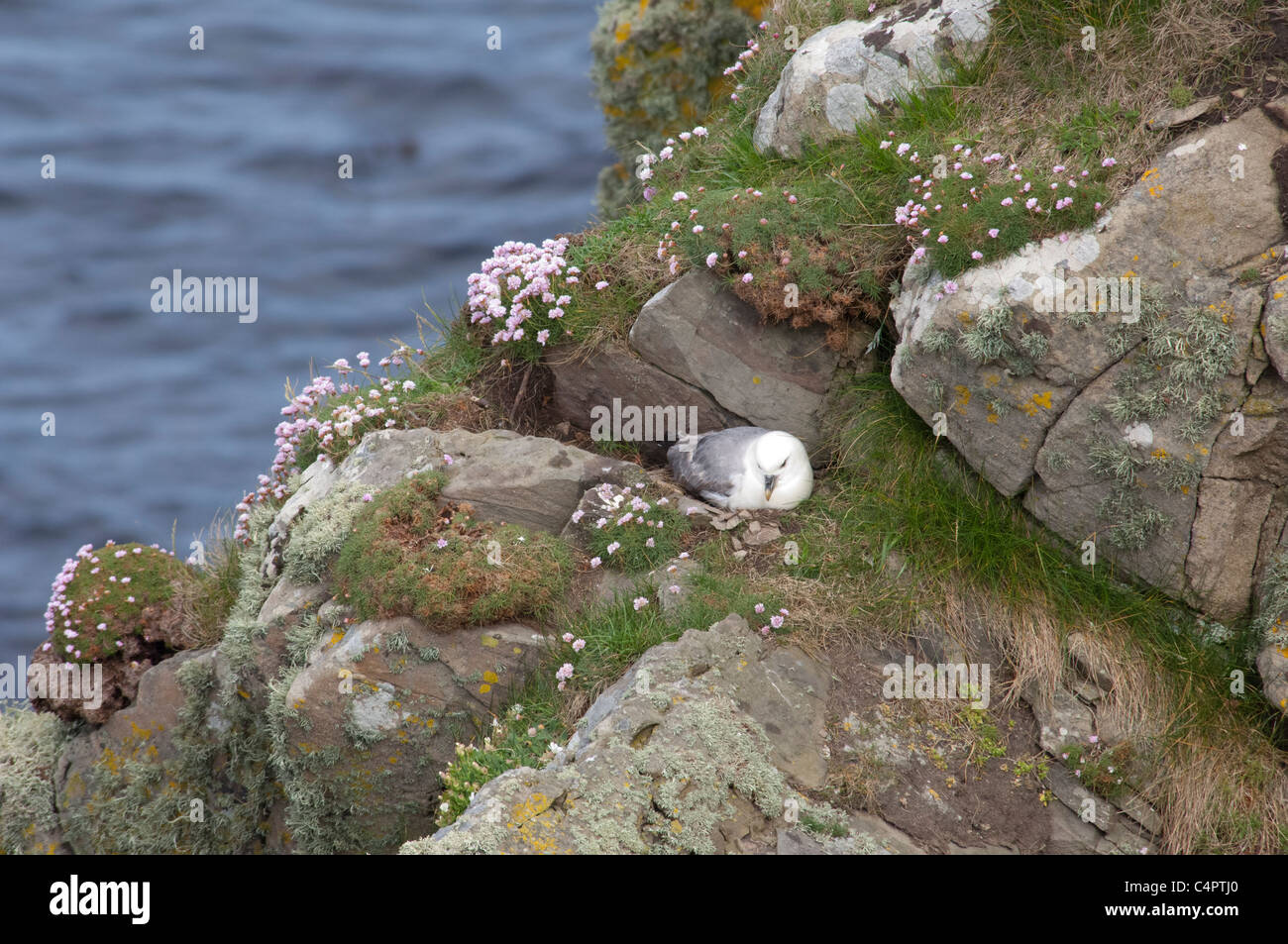 Scotland, Shetland Islands, Mainland, Lerwick. The bird cliffs of The Knab, nesting fulmars ...