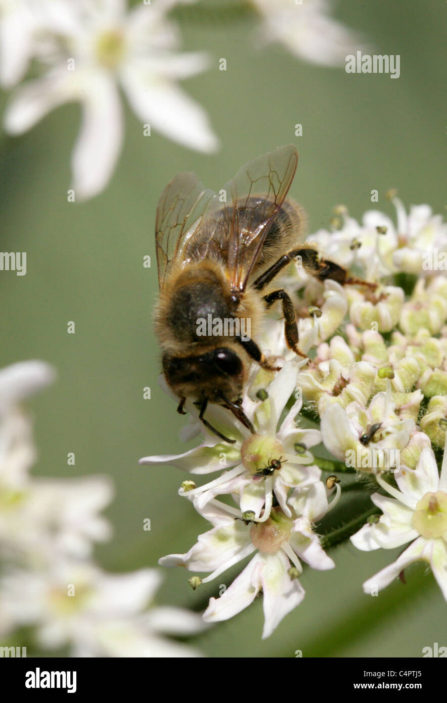 European or Western Honey Bee, Apis mellifera, Apinae, Apidae, Apocrita ...