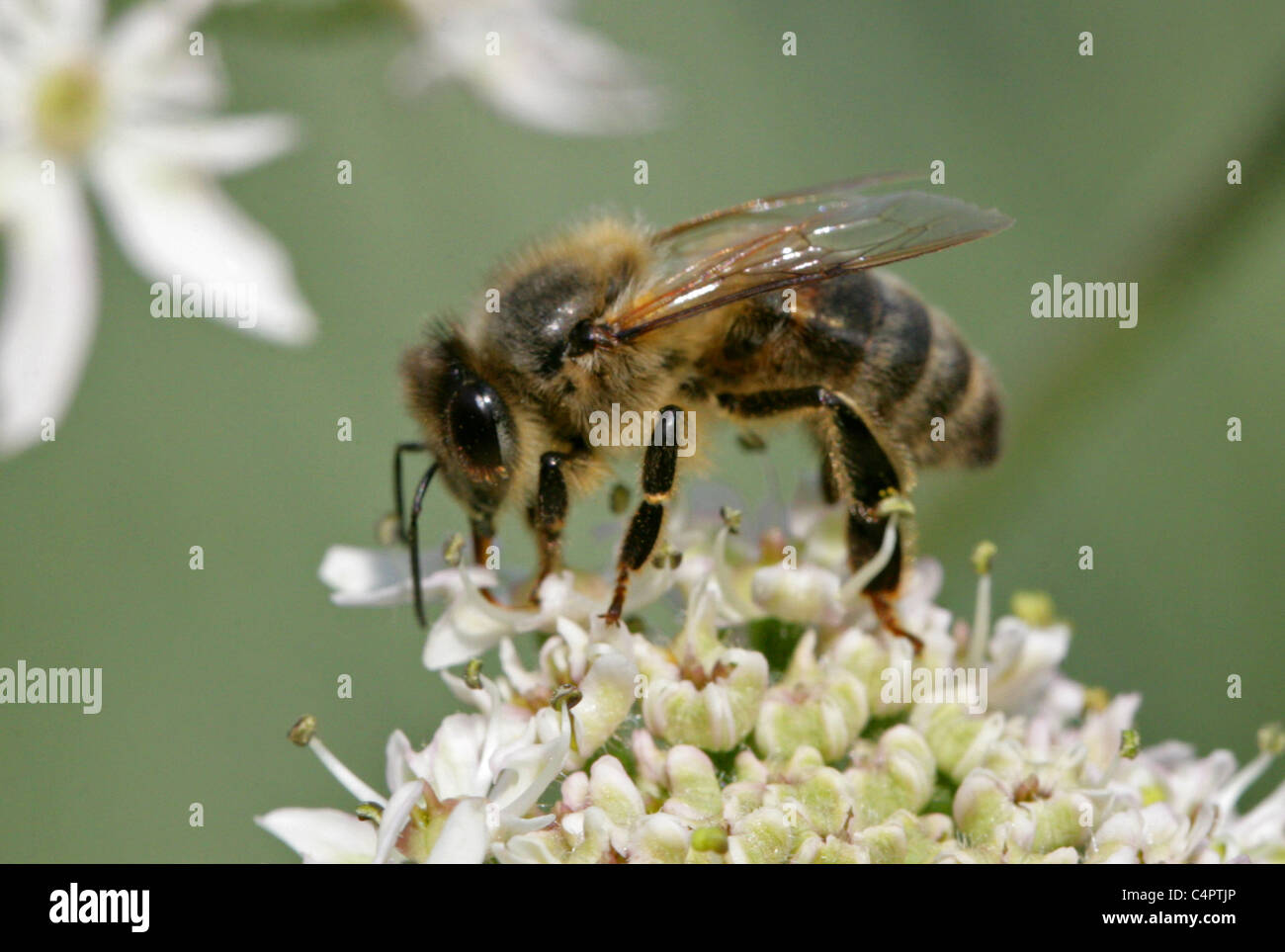 European or Western Honey Bee, Apis mellifera, Apinae, Apidae, Apocrita ...