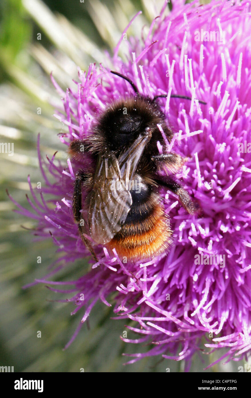 Red tailed bumble bee hi-res stock photography and images - Alamy