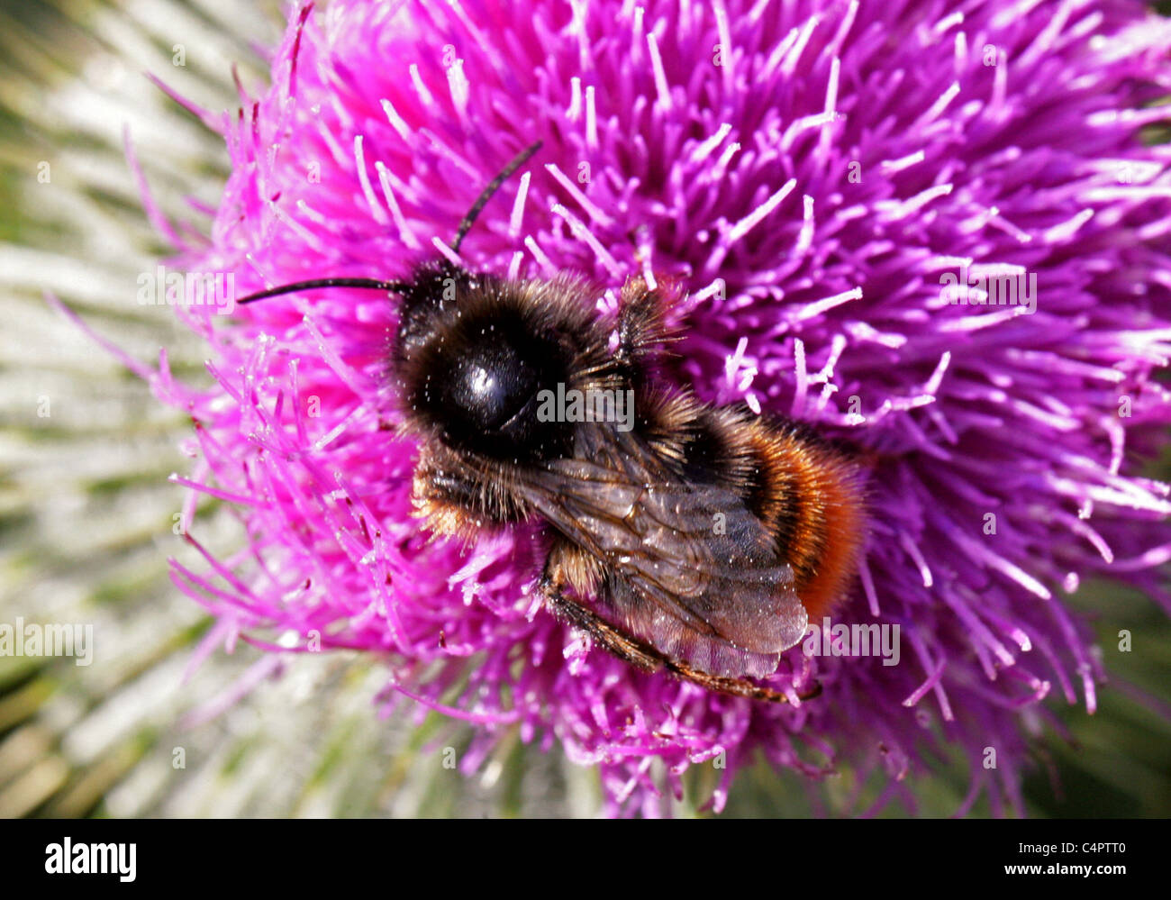 Red tailed cuckoo bumblebee uk hi-res stock photography and images - Alamy