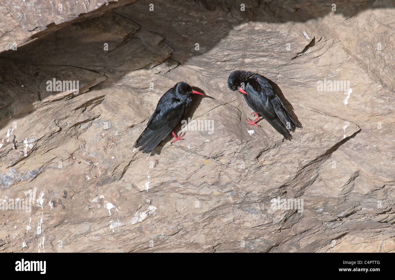 Pair of Cornish Choughs at the Lizard Cornwall Stock Photo - Alamy