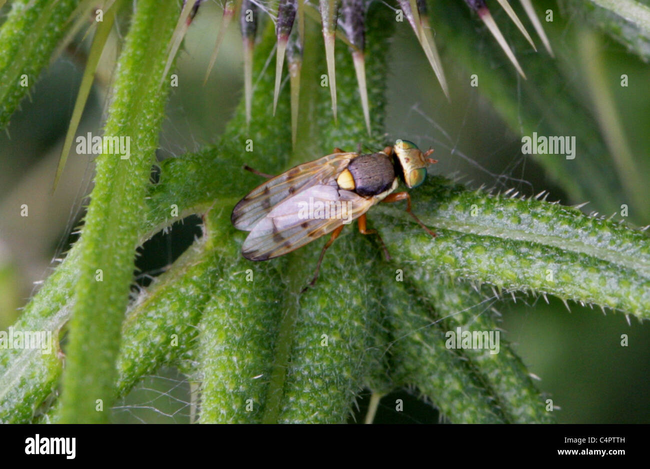 Thistle Gall Fly, a Picture-wing Fruit Fly, Urophora stylata ...