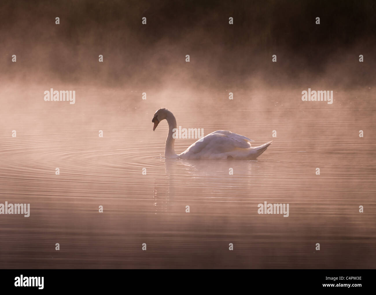Misty morning Swan Stock Photo - Alamy