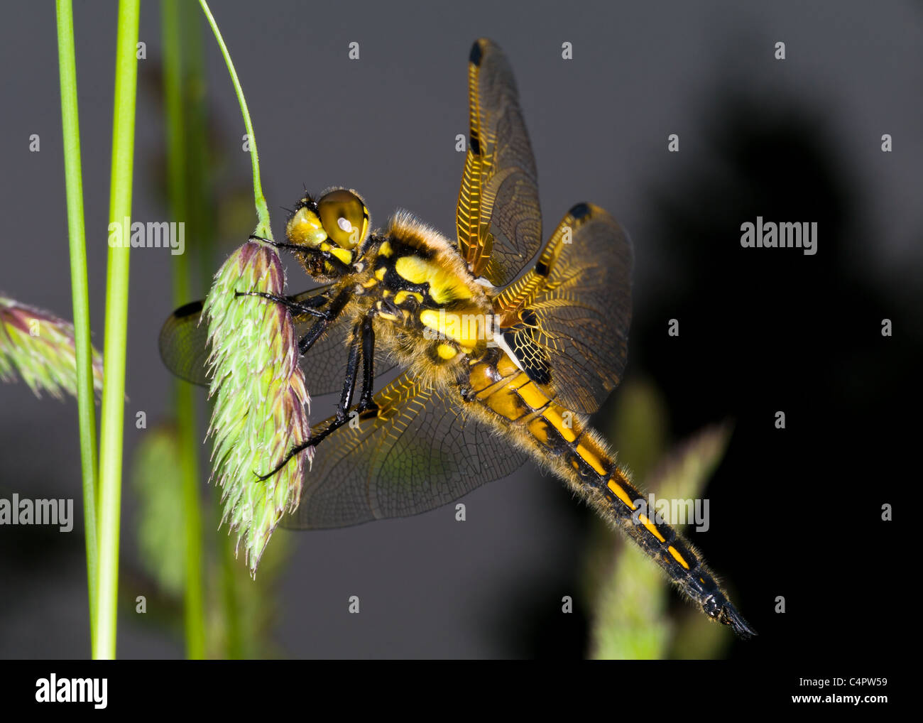 Four-spotted Chaser Dragonfly Stock Photo - Alamy