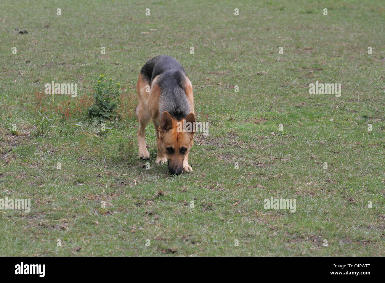 german shepherd dog Alsatian police dog Stock Photo - Alamy