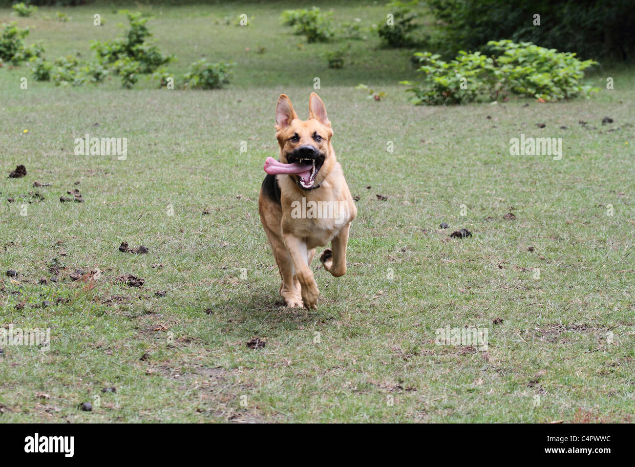 german shepherd dog Alsatian police dog canine running Stock Photo - Alamy