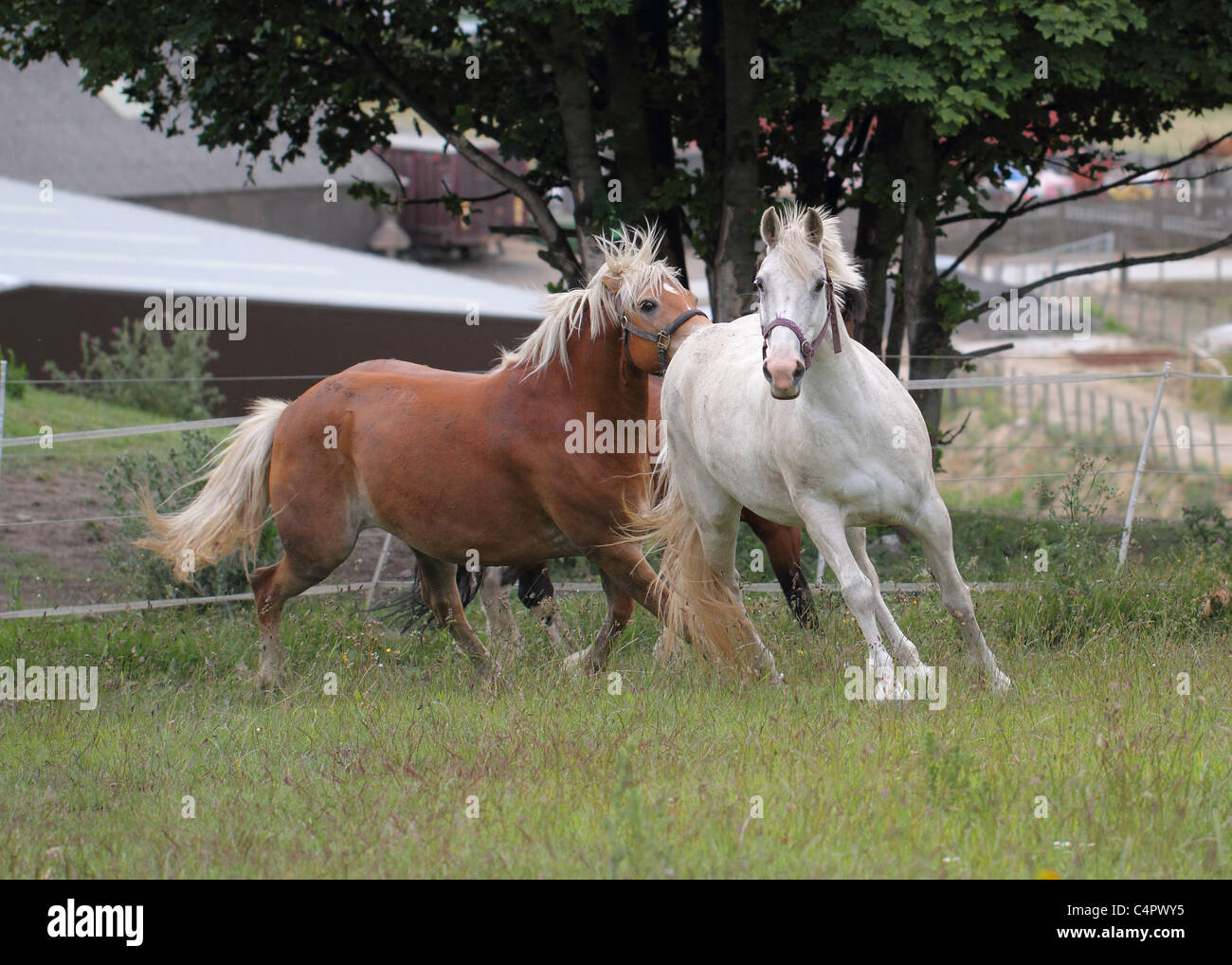 horseplay two horses playing Stock Photo - Alamy