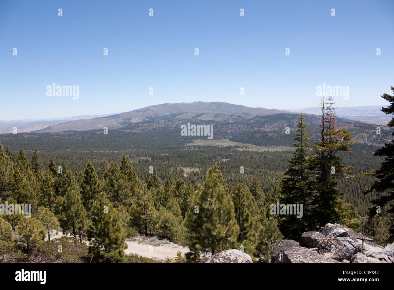 A heavily forest range in the sierra nevadaas Stock Photo - Alamy