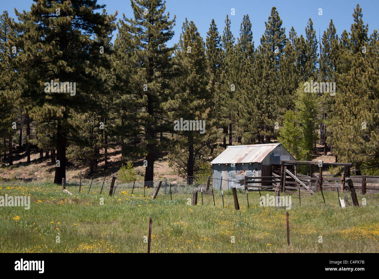 An old rusty cabin/shack/hut in a forest meadow Stock Photo - Alamy