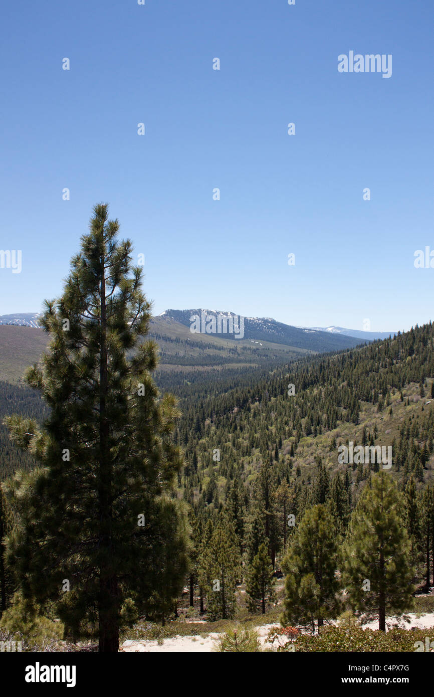 A heavily forest range in the sierra nevadaas Stock Photo - Alamy