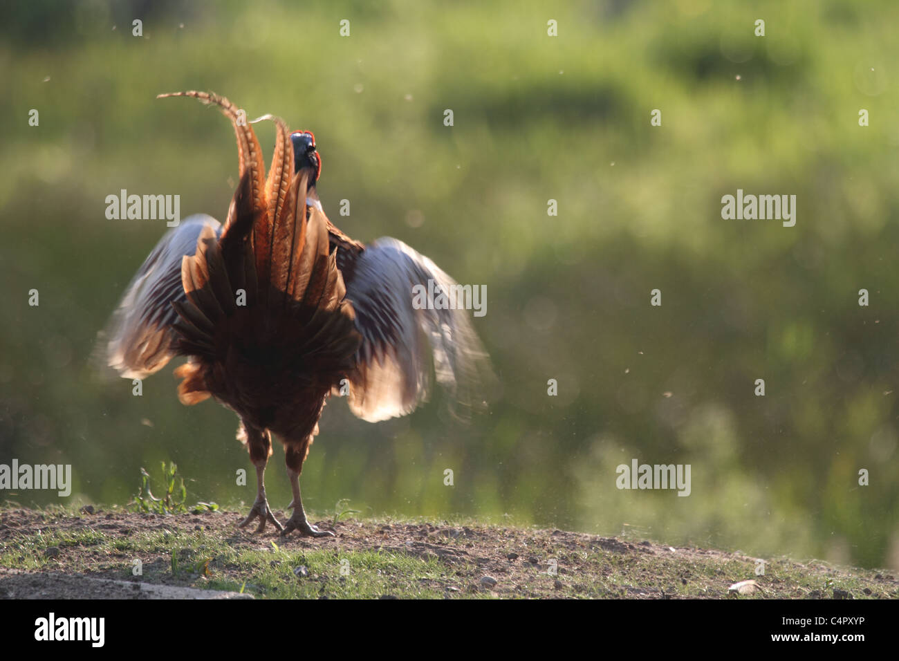rear view of male pheasant game bird uk Stock Photo - Alamy