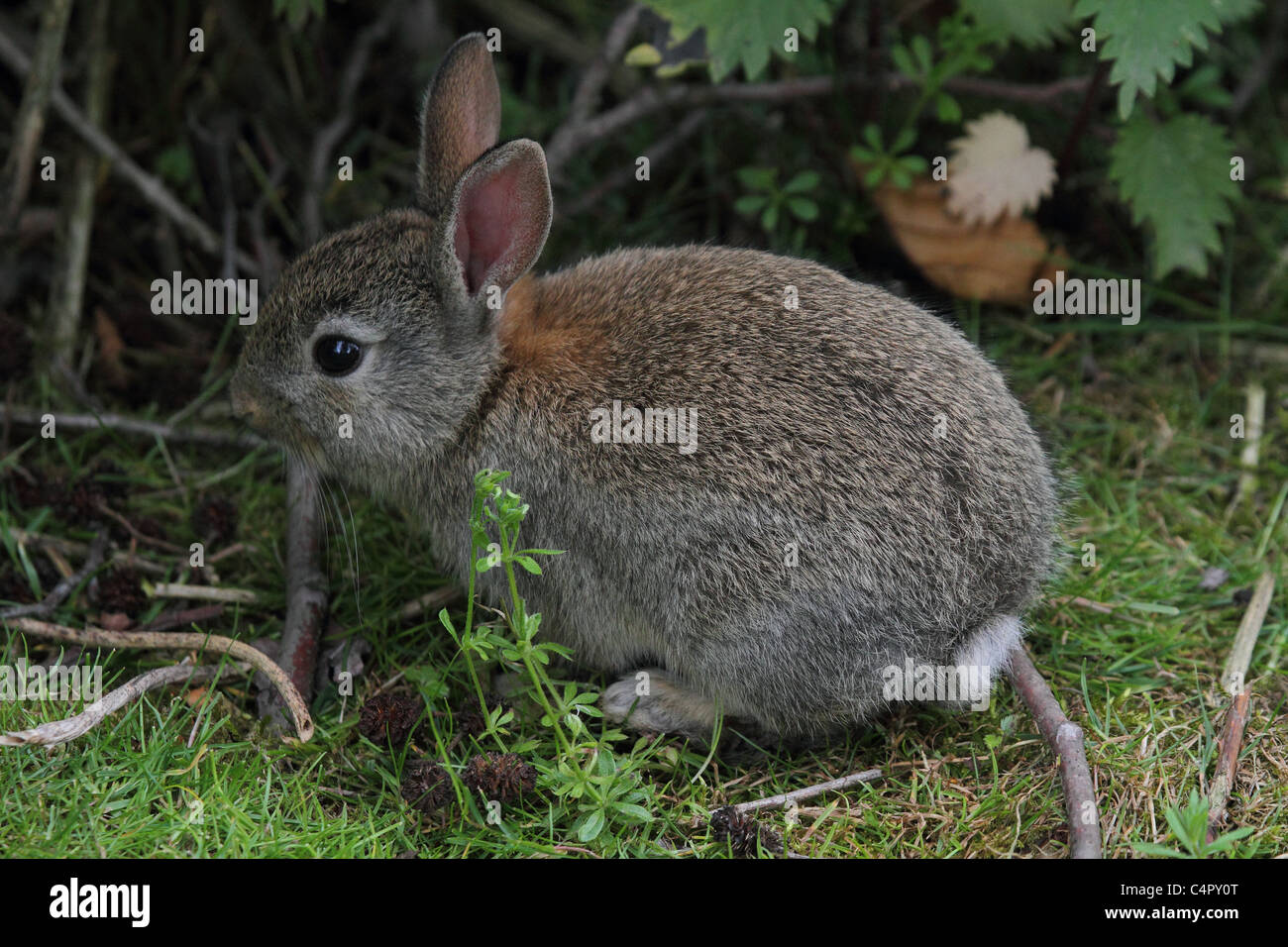 young rabbit close up Stock Photo - Alamy